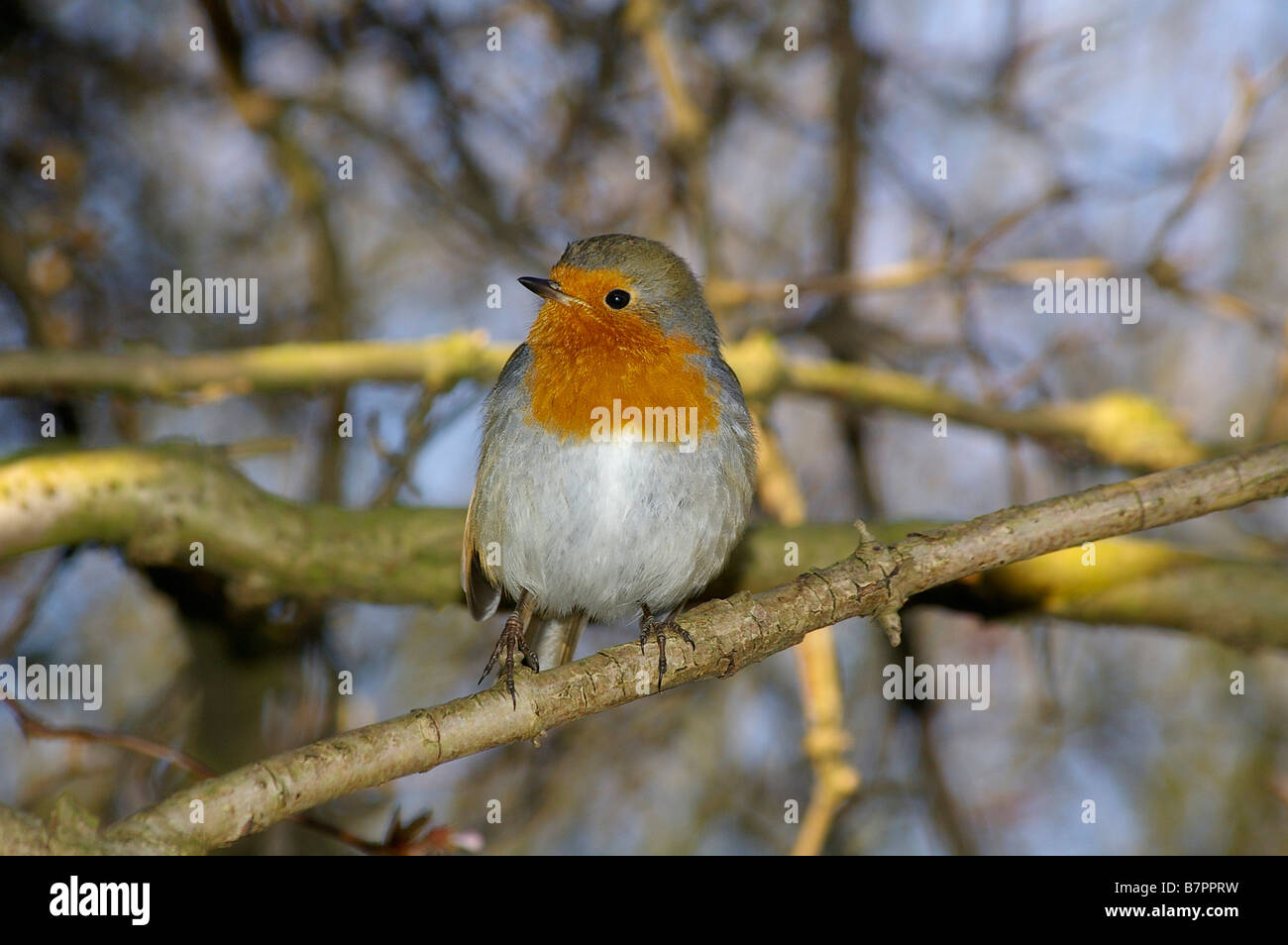 Robin on branch Stock Photo - Alamy