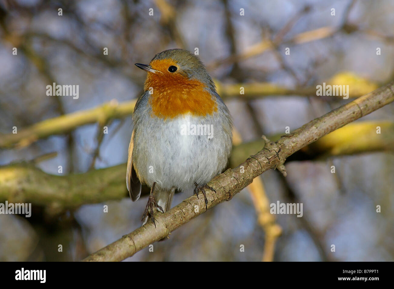 Robin in tree Stock Photo - Alamy