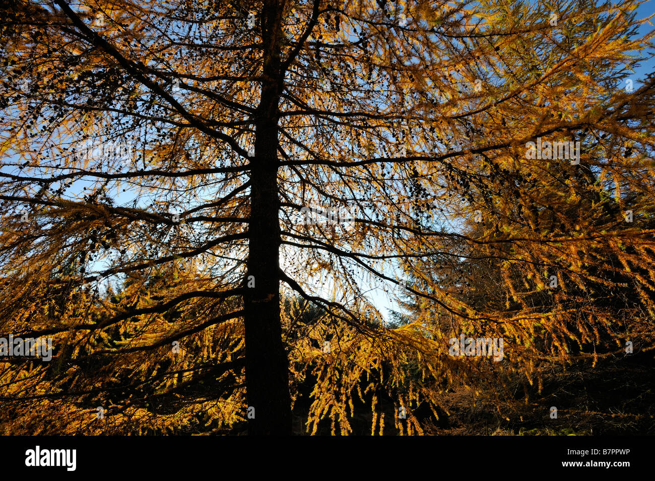 Larch Trees Scotland Stock Photos & Larch Trees Scotland Stock Images ...