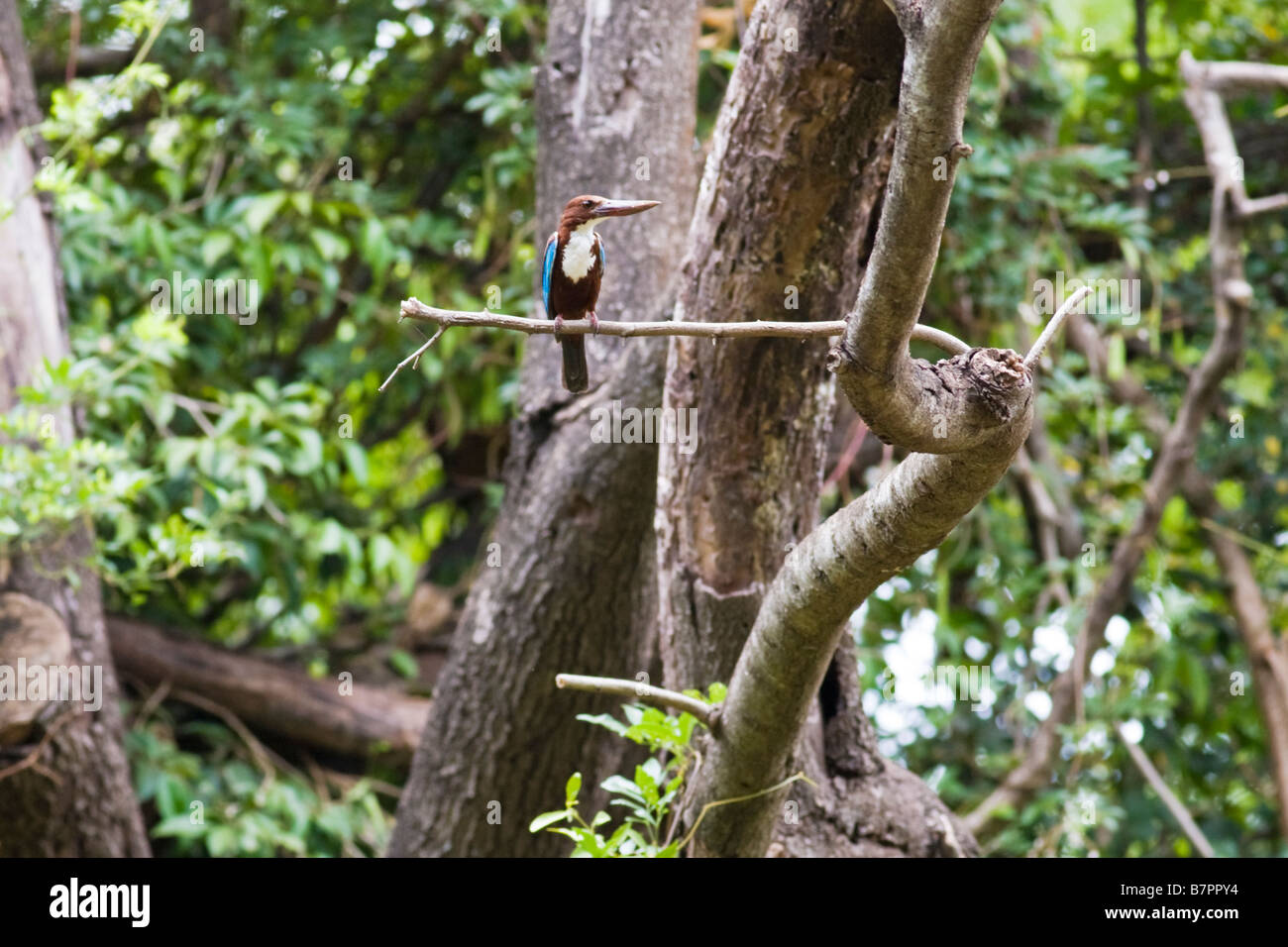 Woodpecker of sri lanka hi-res stock photography and images - Alamy