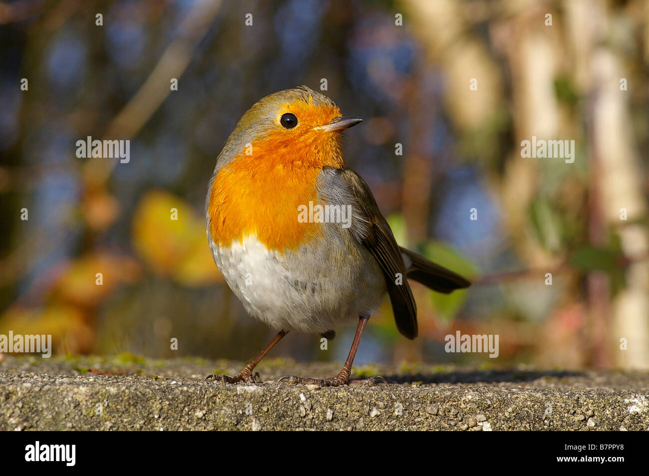 Robin on wall Stock Photo - Alamy