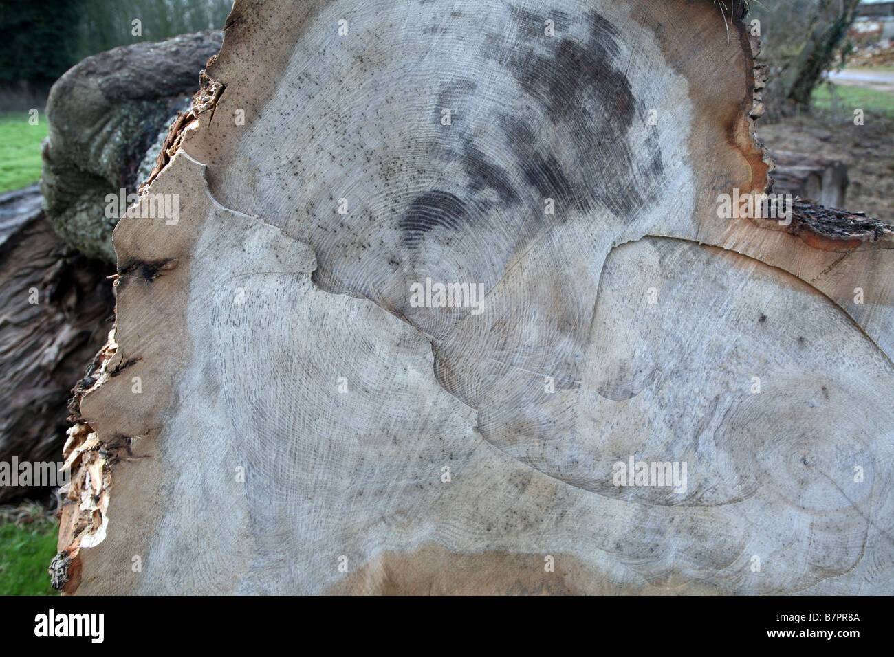 Growth rings on ancient felled oak tree Stock Photo - Alamy