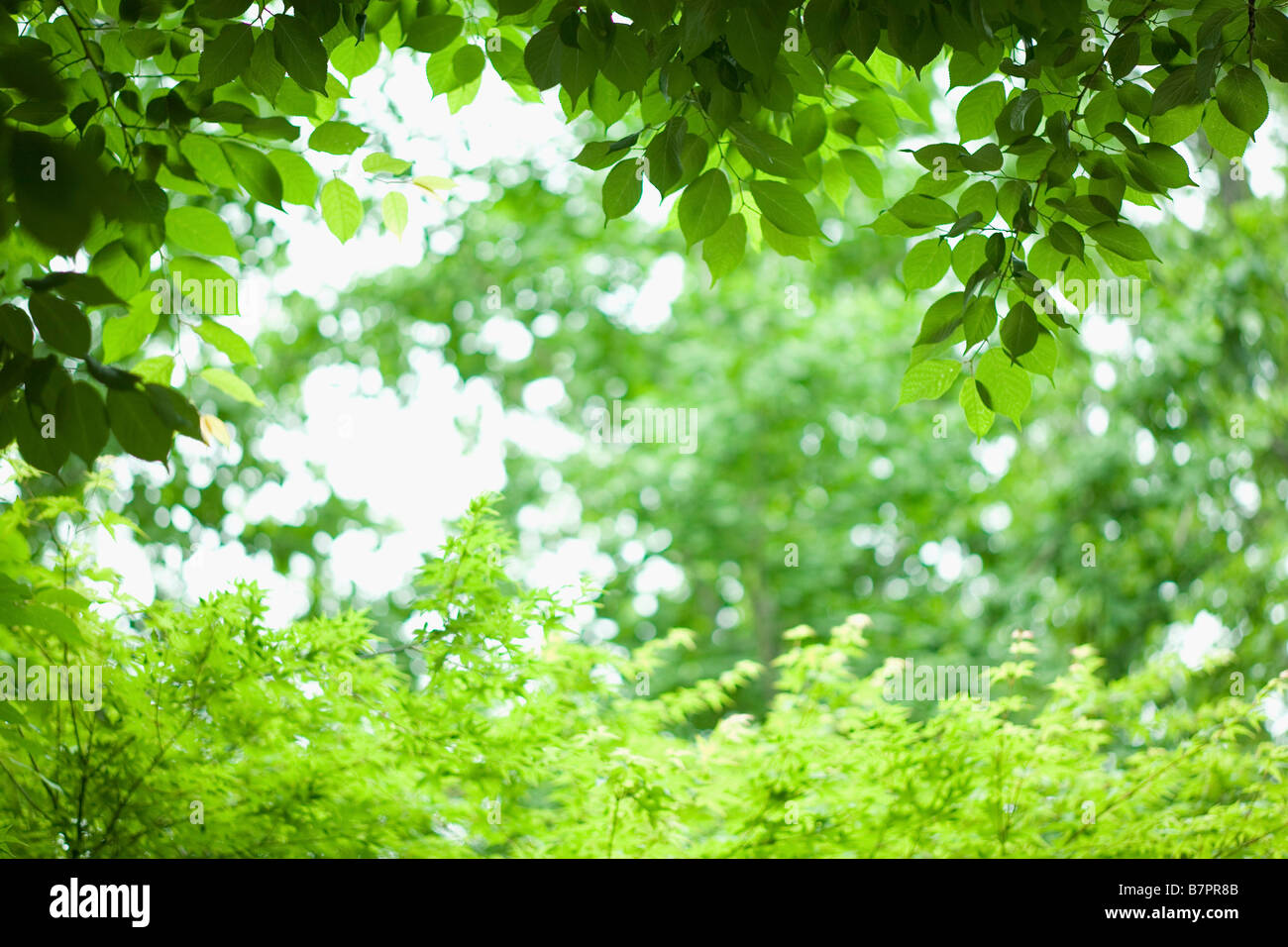 Close up of sunlight filtering through leaves Stock Photo - Alamy