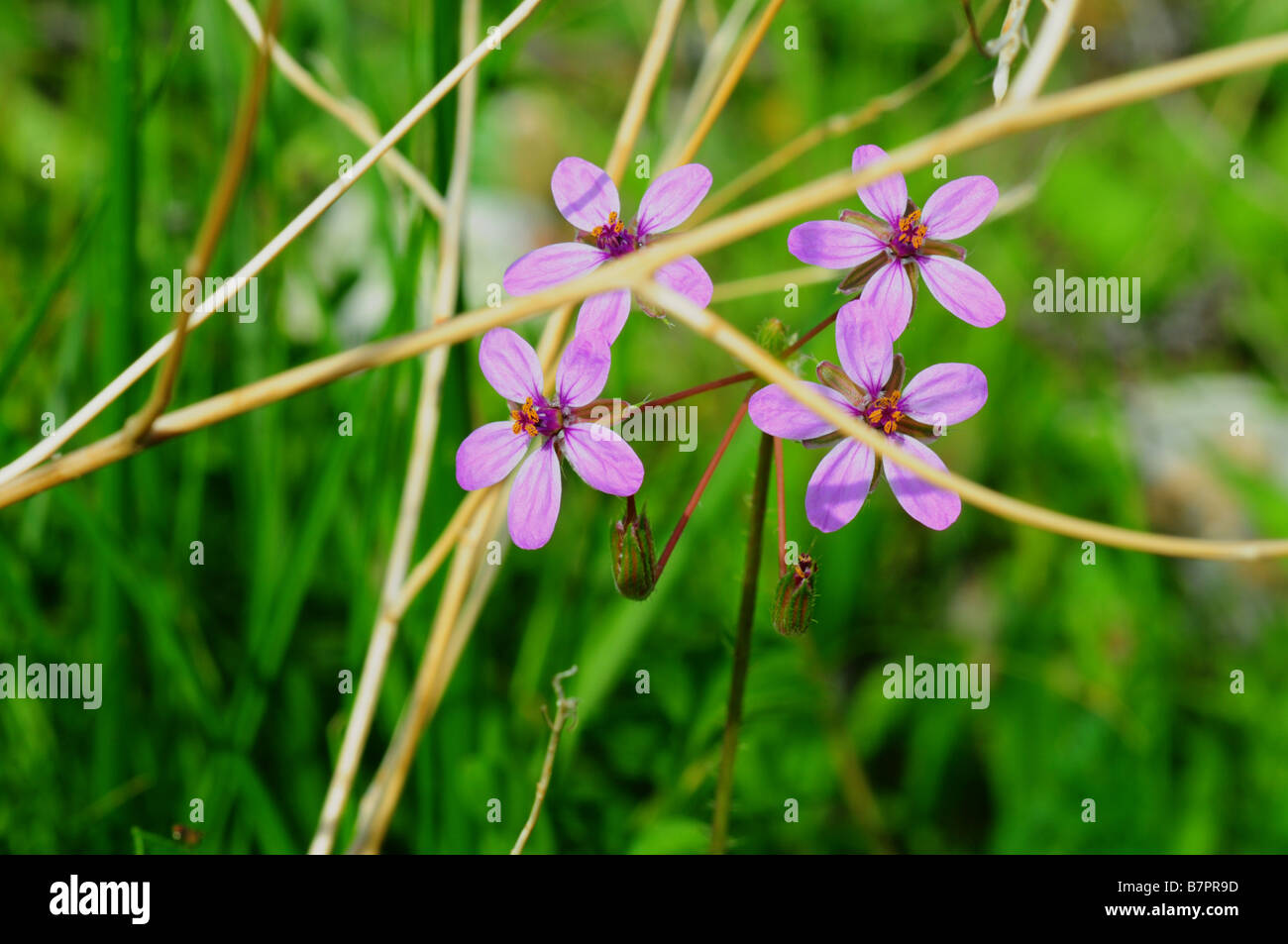 yet unidentified flower Stock Photo - Alamy