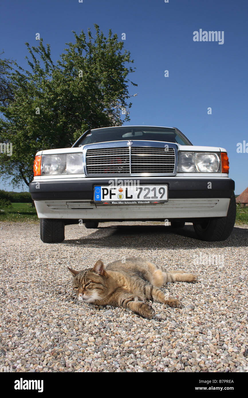 danger : cat lying in front of a car Stock Photo - Alamy