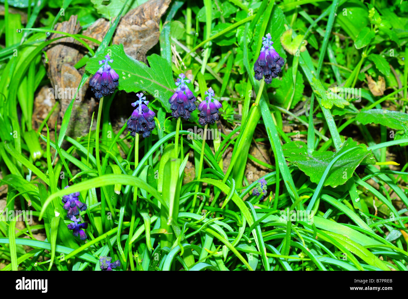 image of muscari commutatum Stock Photo - Alamy