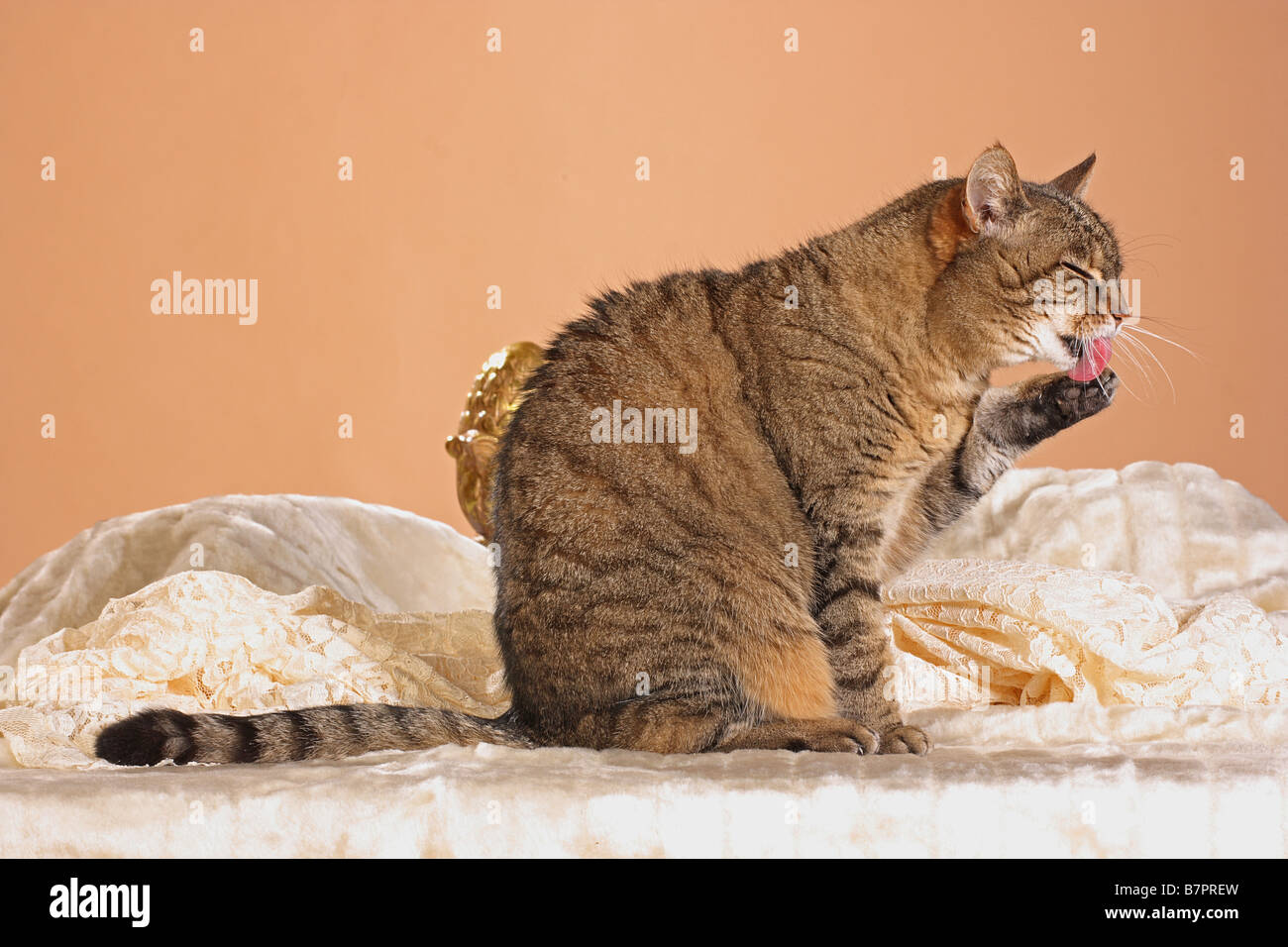 domestic cat - preening itself Stock Photo - Alamy