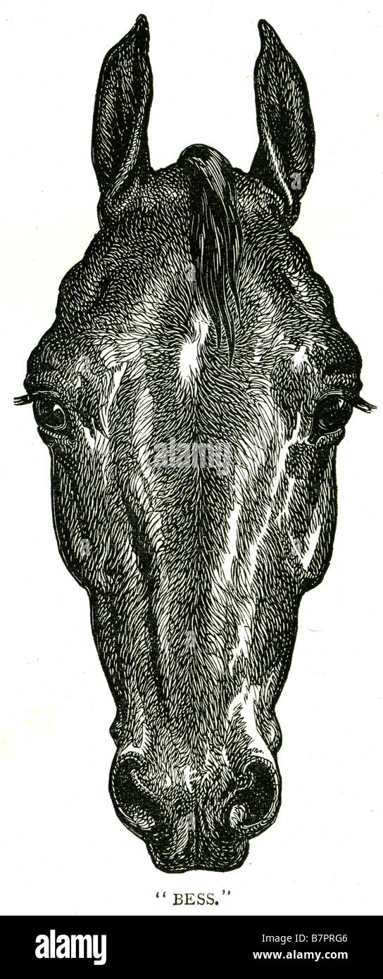 Bess Horse Equus ferus caballus Head Profile Wildlife nature animal ...