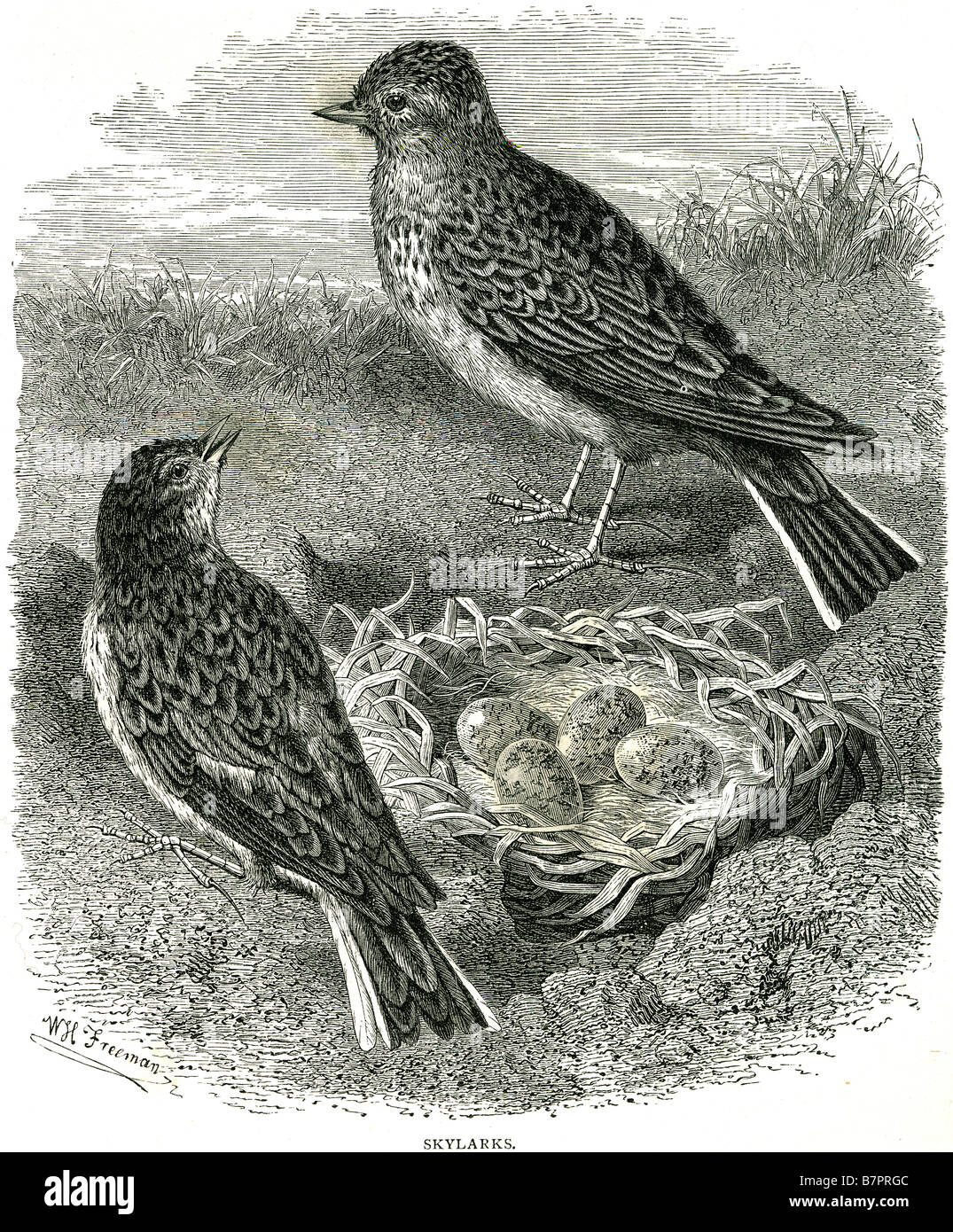 Skylark eggs in nest hi-res stock photography and images - Alamy