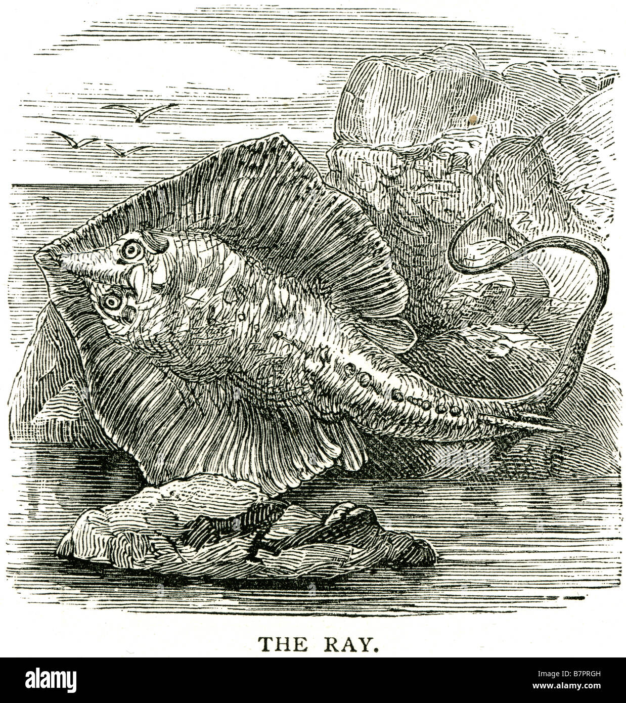 Ray Batoidea cartilaginous batoids Rajiformes fish water sea rocks ...