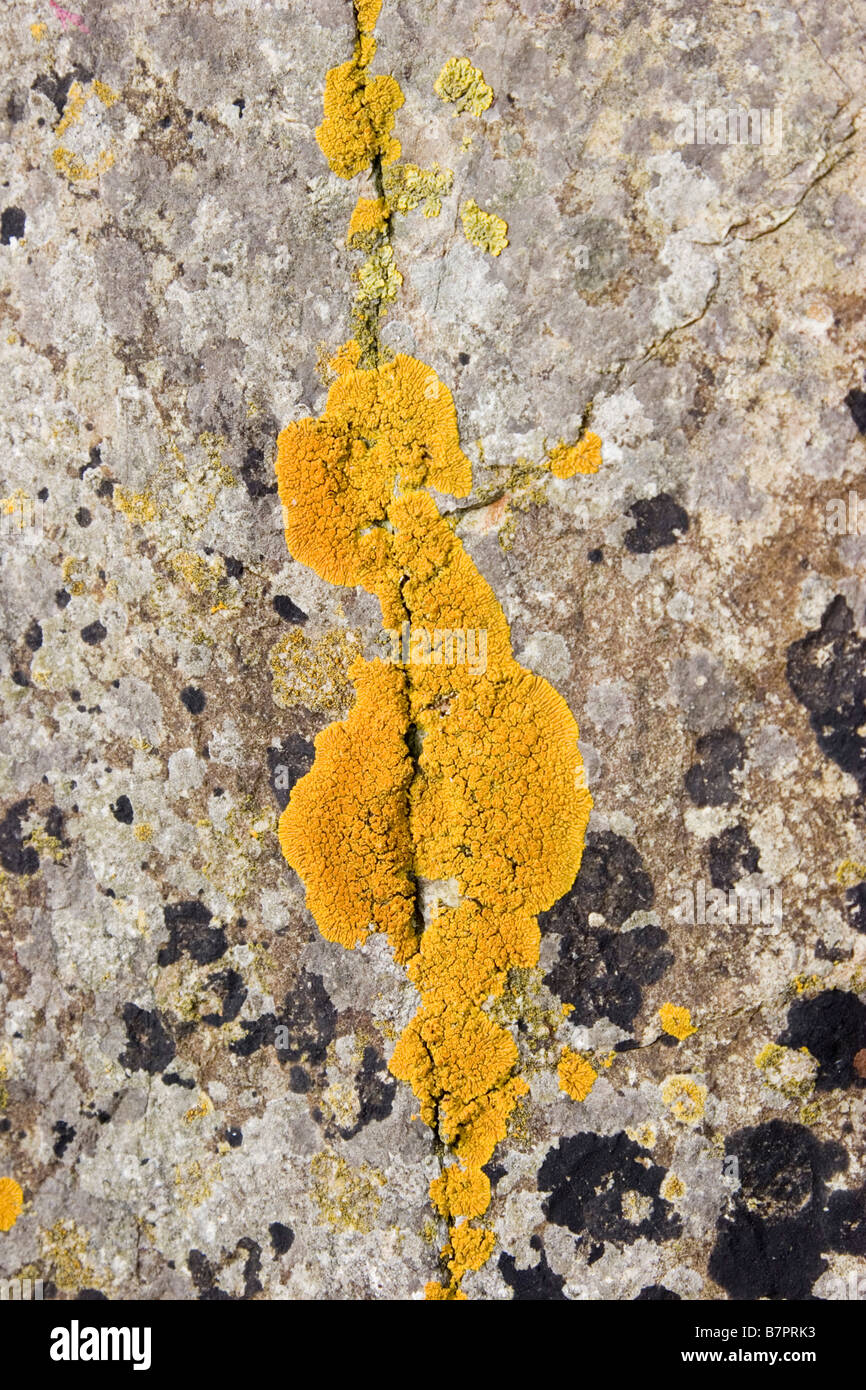 Lichen growing on a rock by the sea in Dingle Ireland Stock Photo - Alamy