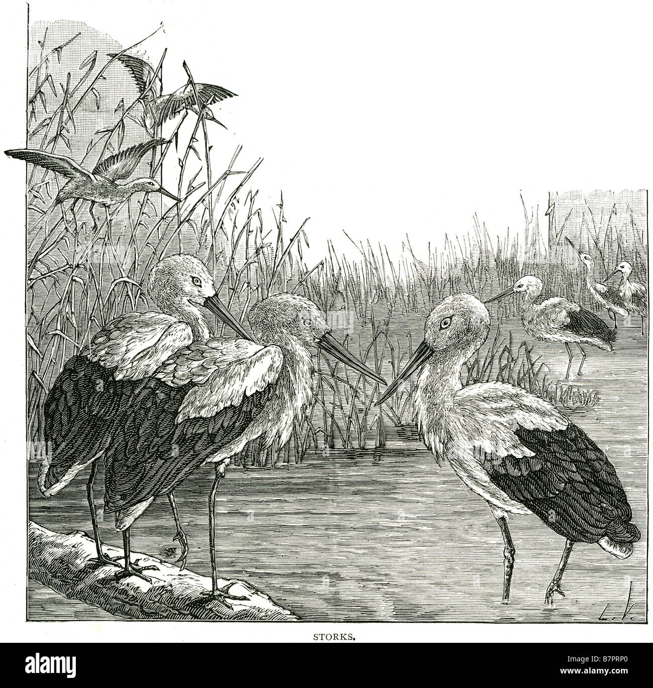 Ibises and spoonbills hi-res stock photography and images - Alamy