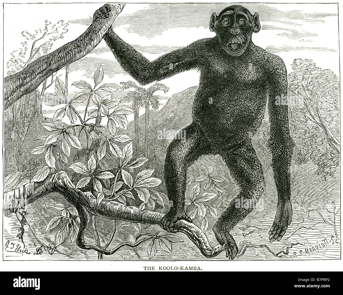 Primate reproduction hi-res stock photography and images - Alamy