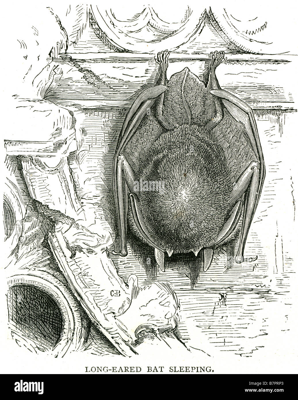 Brown long eared bat drawing hi-res stock photography and images - Alamy