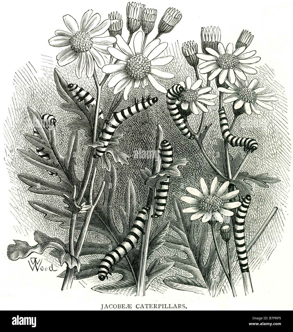 Jacobee Caterpillars Lepidoptera phytophagous entomophagous Insects ...