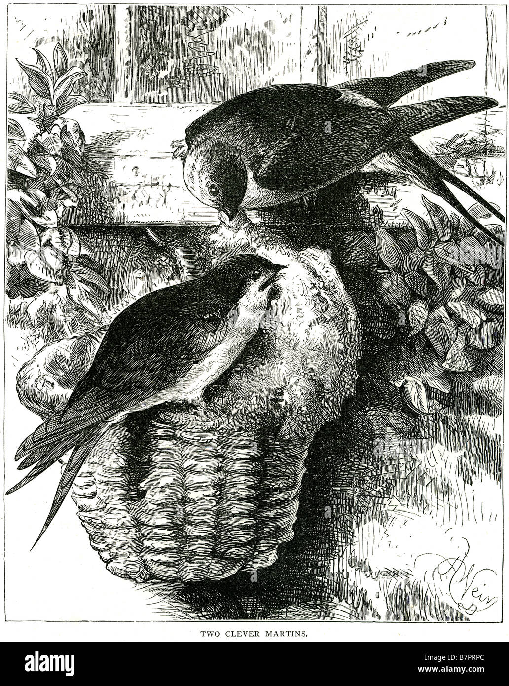 two clever Martins Hirundinidae passerine Pseudochelidoninae birds ...