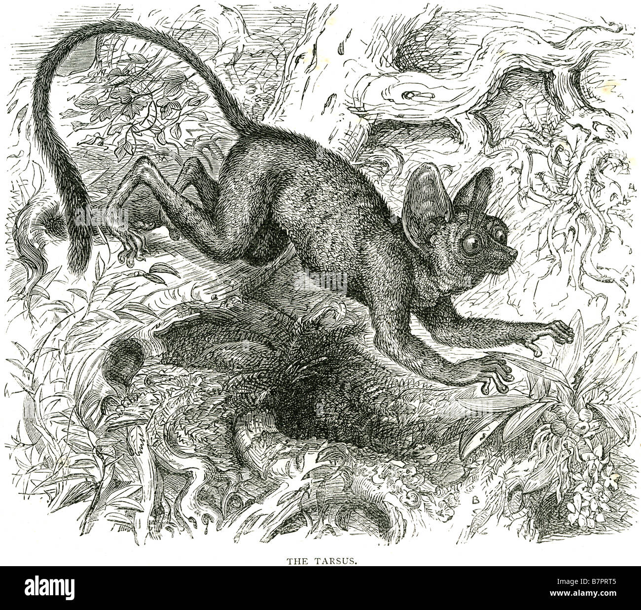 A monotypic genus in the family tarsiidae hi-res stock photography and ...