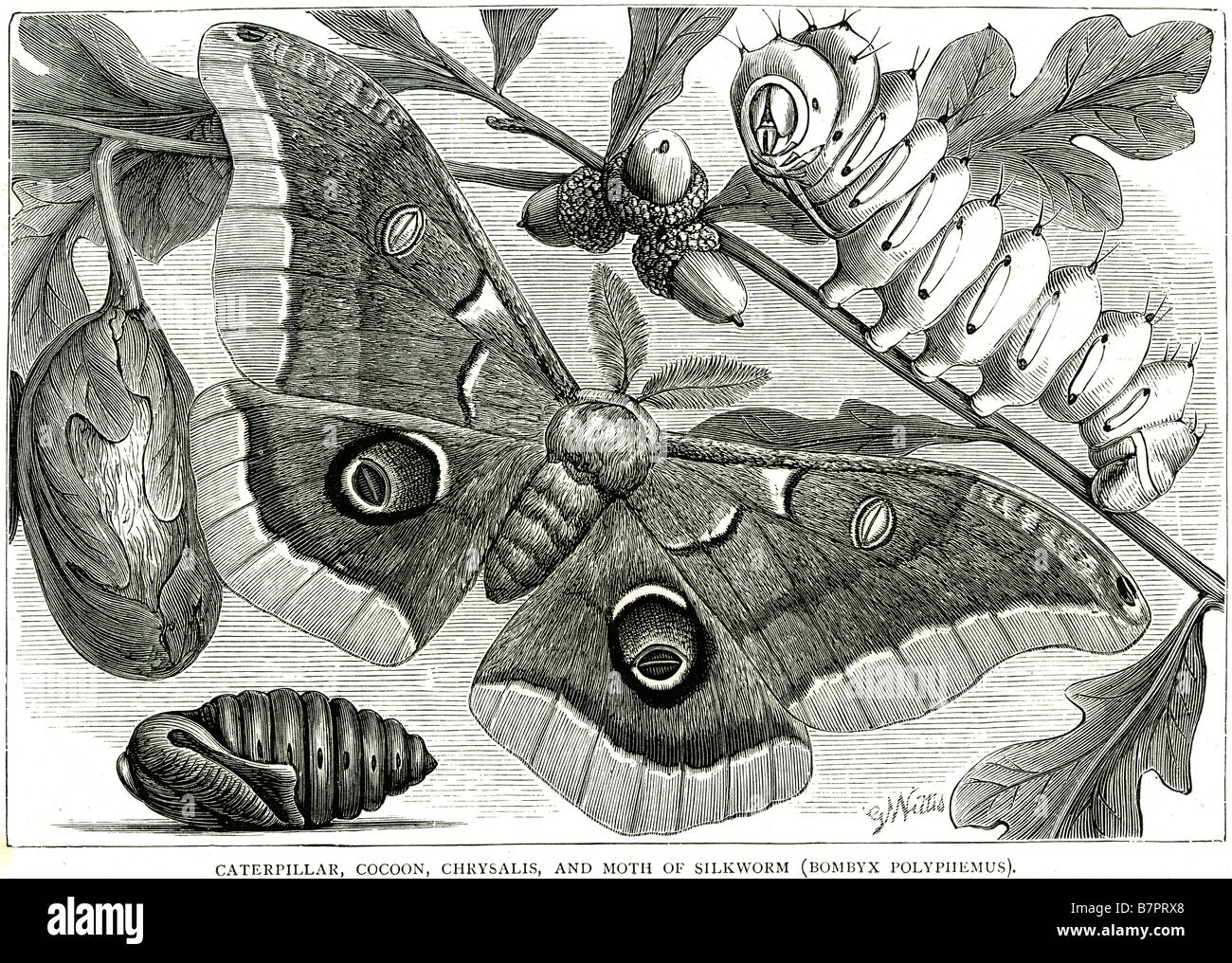 Polyphemus Moth Cocoon