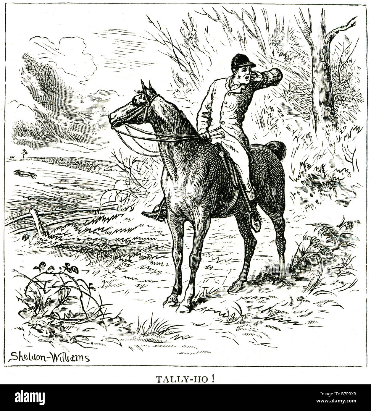 full cry fox hunt blood sport horse back riding hounds chasing woodland ...