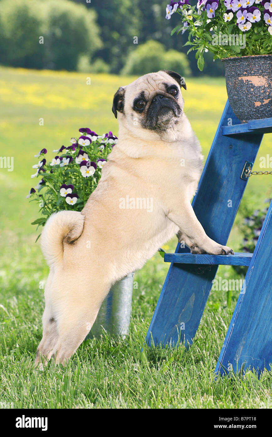 pug - standing on scaffold Stock Photo - Alamy