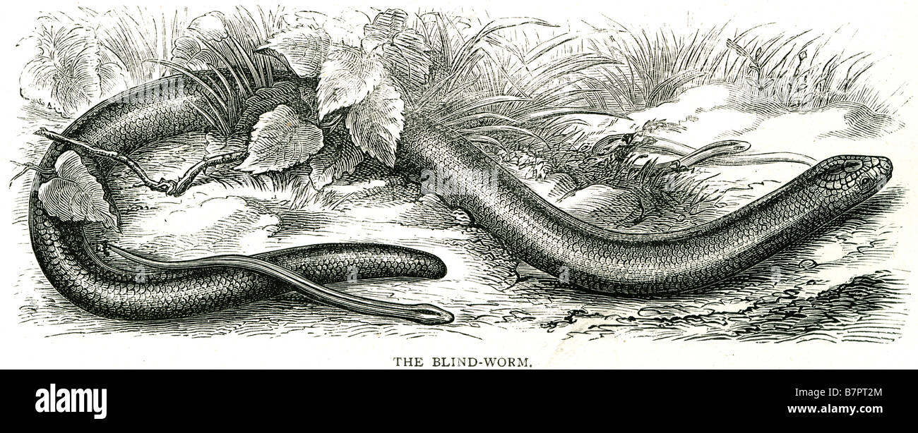 Blind Worm Anguis fragilis slow-worm snake limbles Stock Photo - Alamy
