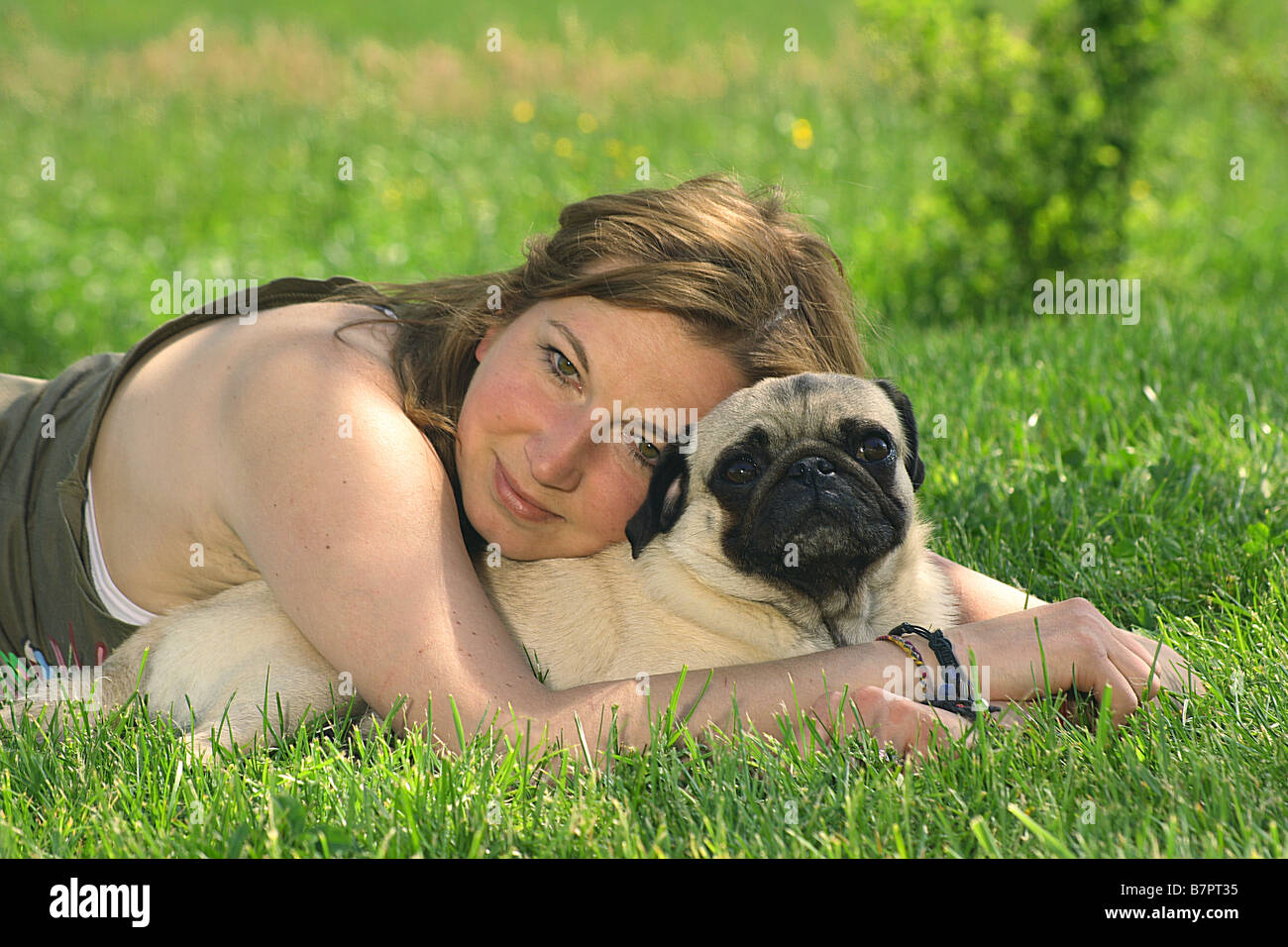 Lying female pug dog hi-res stock photography and images - Alamy