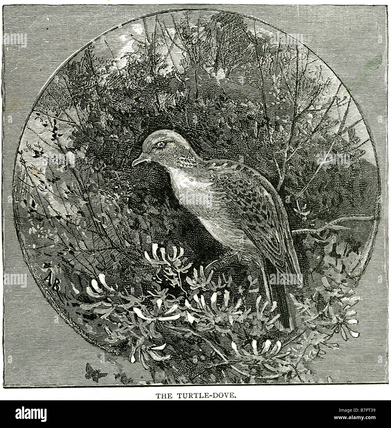 Columbidae species hi-res stock photography and images - Alamy