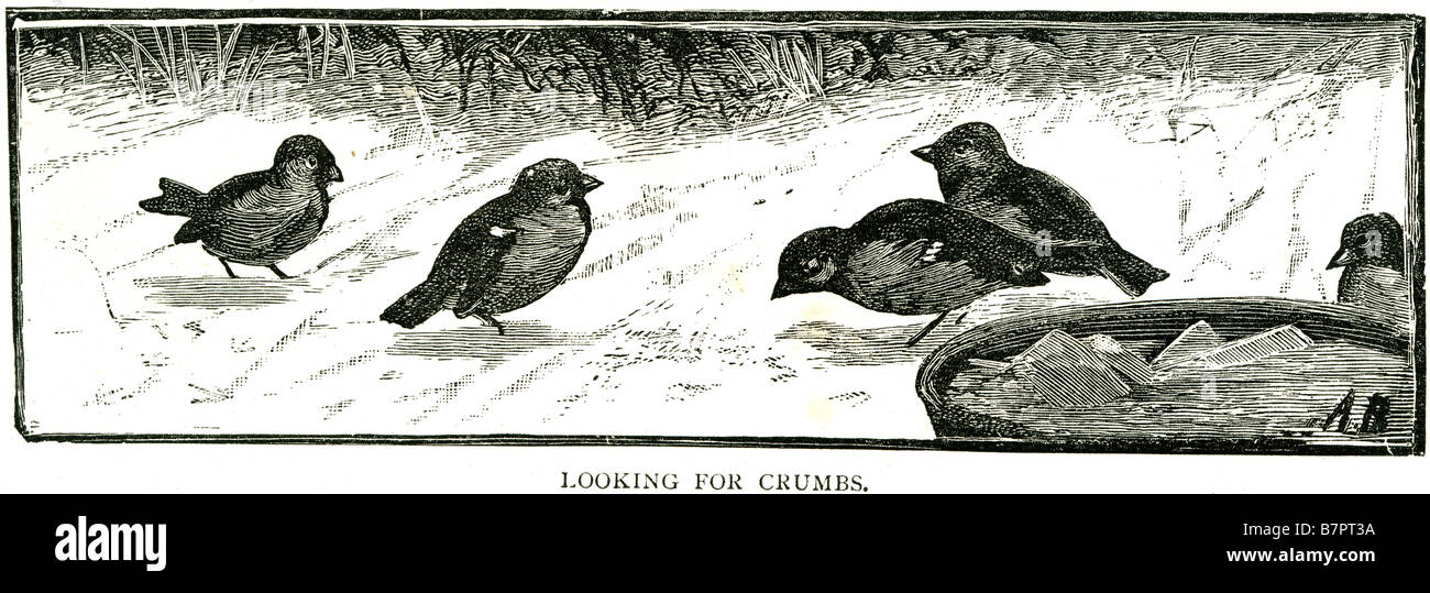 looking crumbs bird birds feeding searching garden Wildlife nature ...