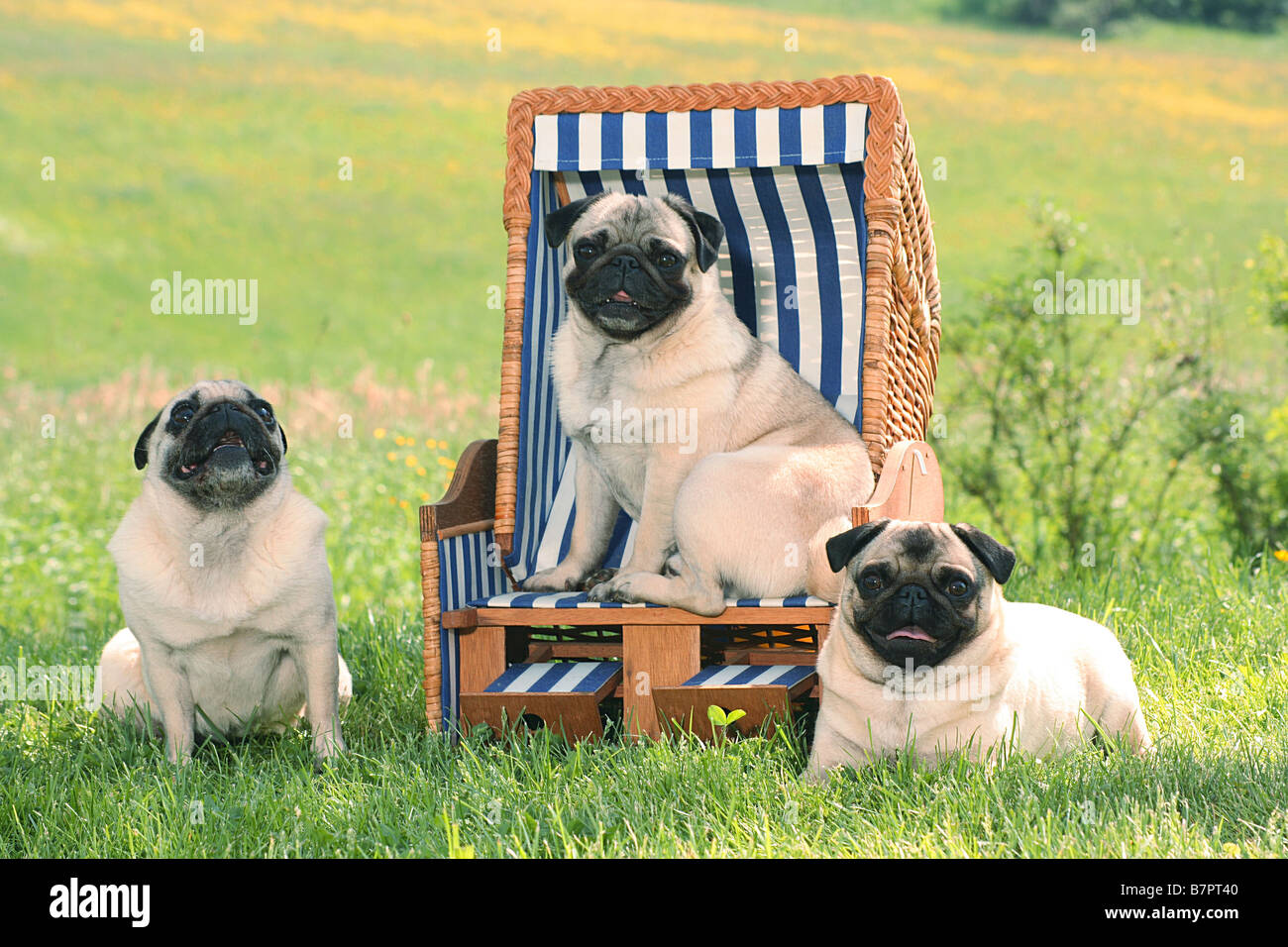 three pugs - sitting Stock Photo - Alamy