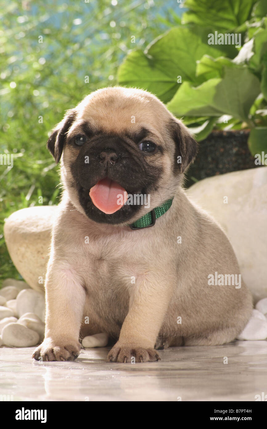 pug puppy - sitting Stock Photo - Alamy