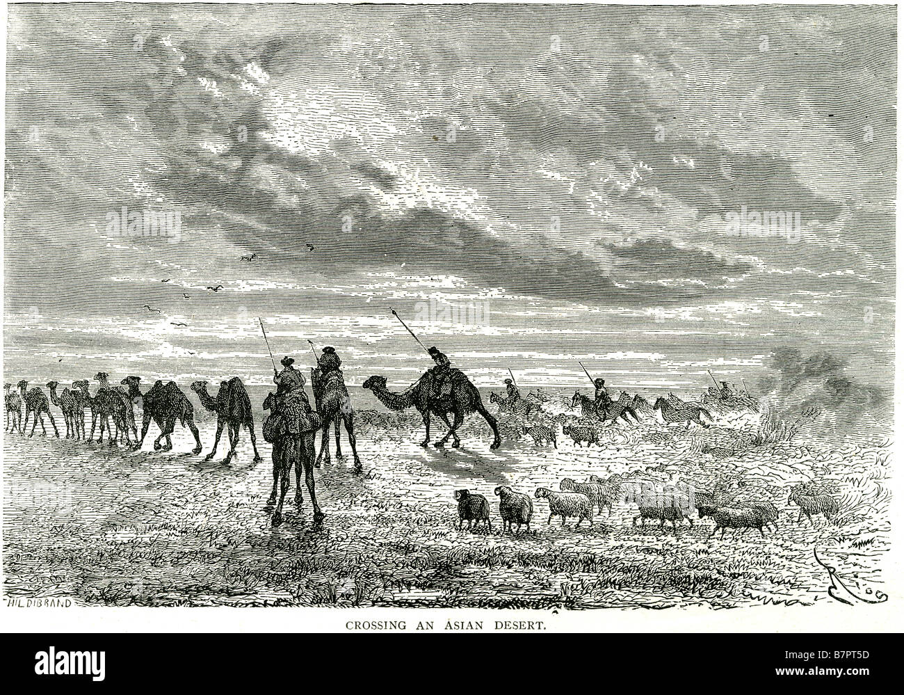 Crossing Asian desert caravan camel sheep herding journey arid horses ...