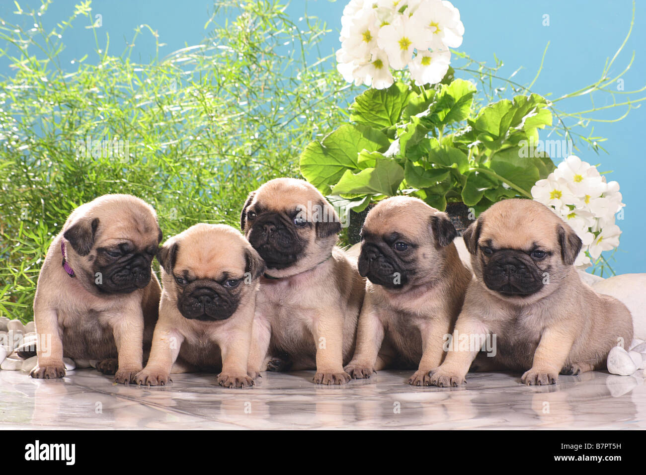 five pug puppies - sitting Stock Photo - Alamy