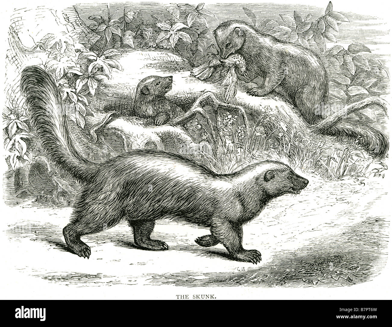 Animals In The Carnivora Order