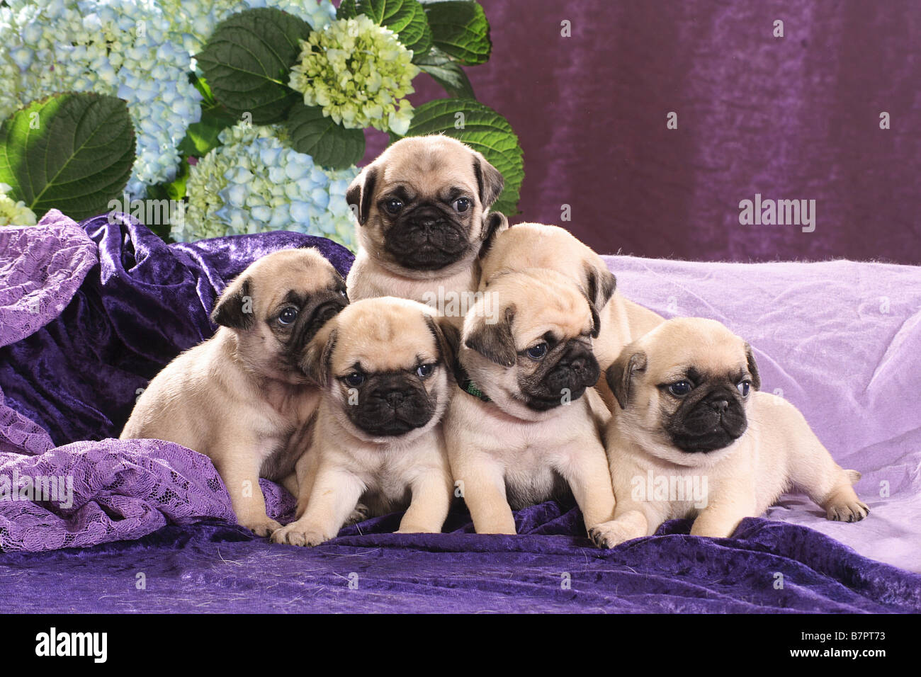 six pug puppies - sitting Stock Photo - Alamy