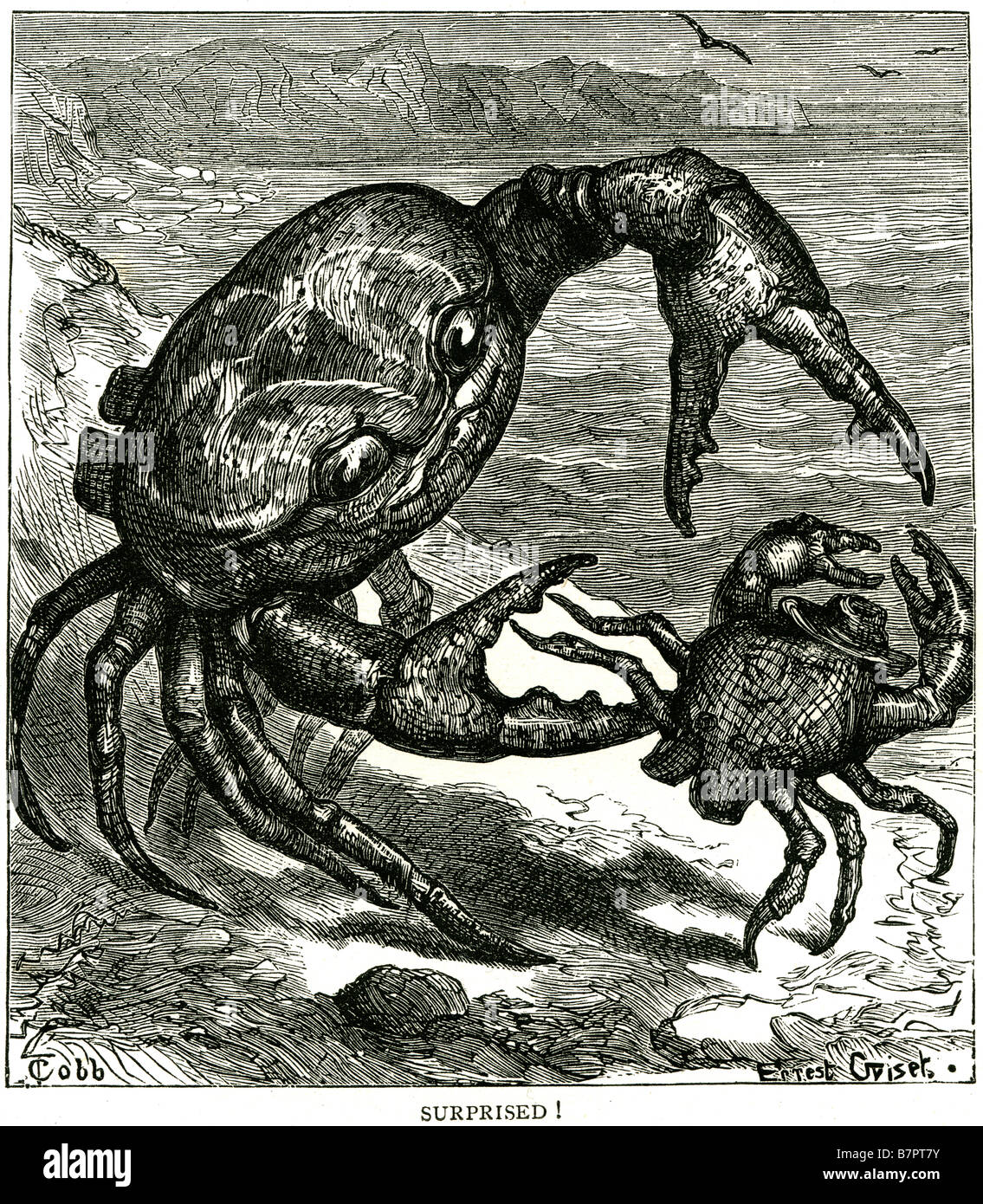 surprised crab beach sea fighting side Wildlife nature wild Outdoor ...