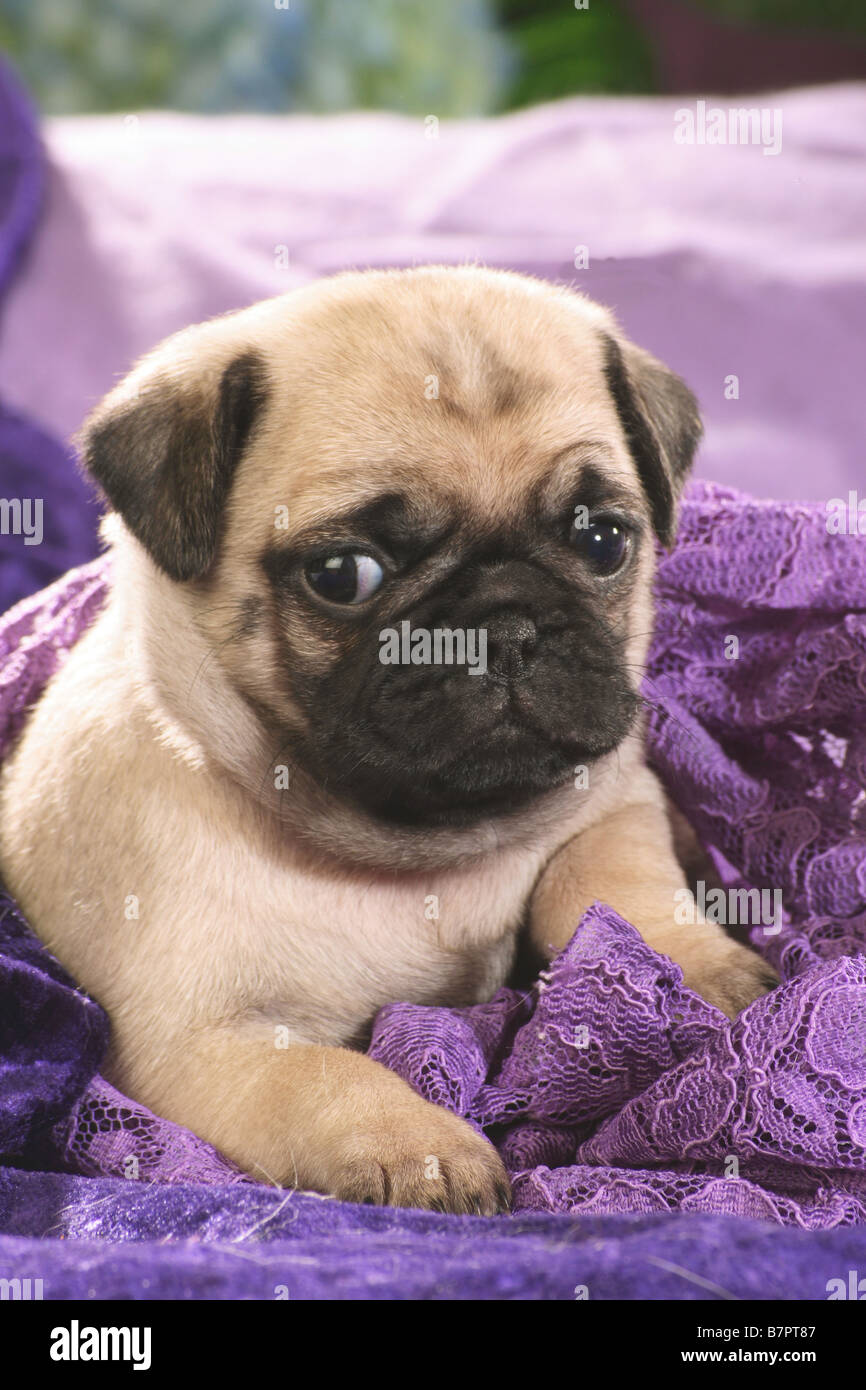 pug puppy - portrait Stock Photo - Alamy