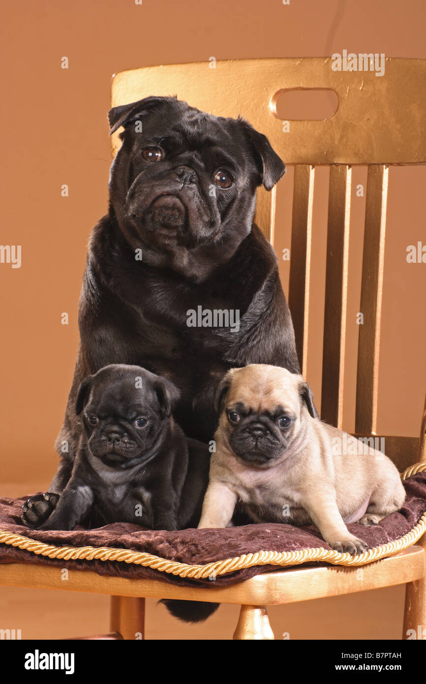 Pug. Mother with two puppies on a chair Stock Photo - Alamy