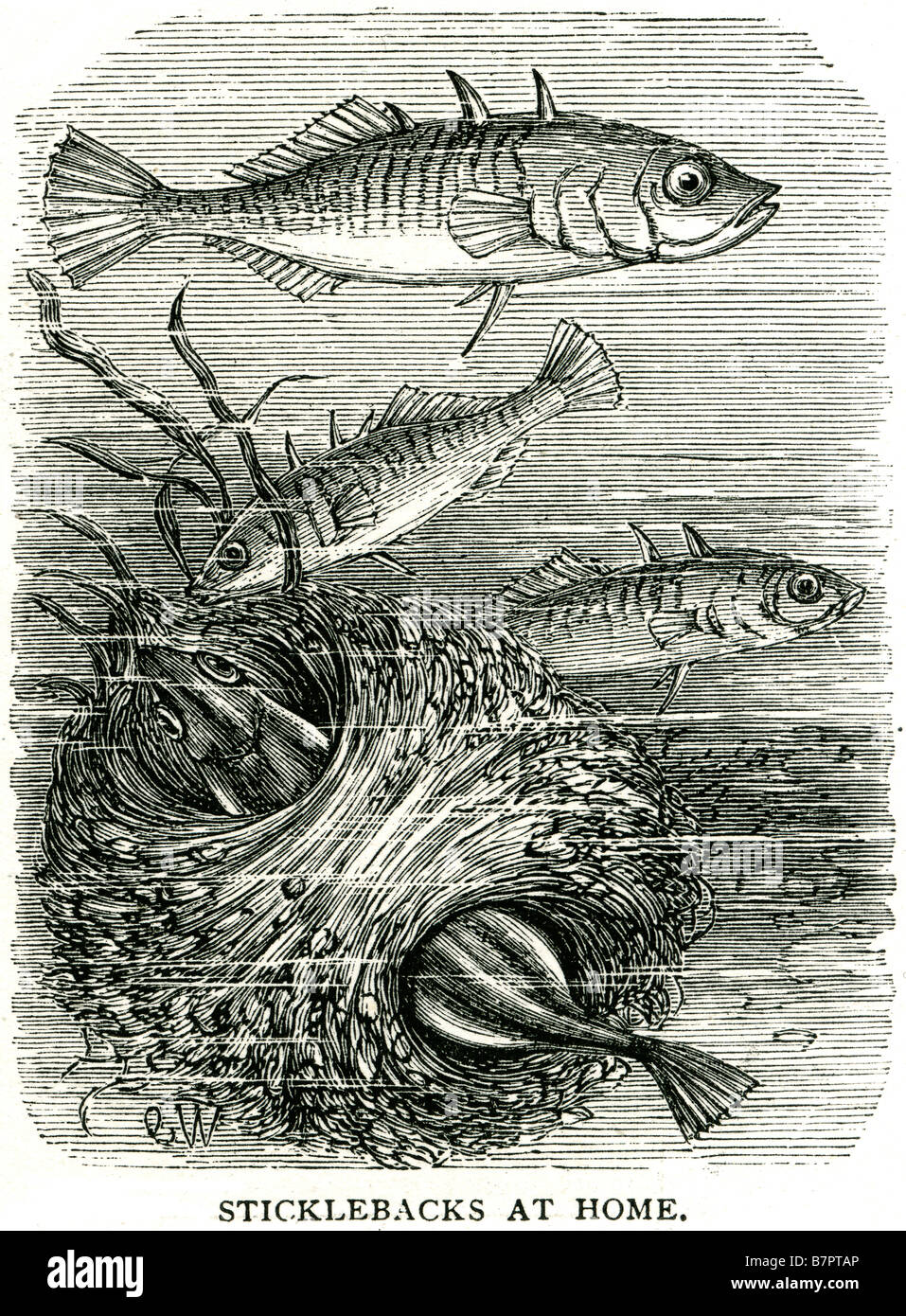 Stickleback Gasterosteidae Aulorhynchidae home water nest fish Wildlife ...