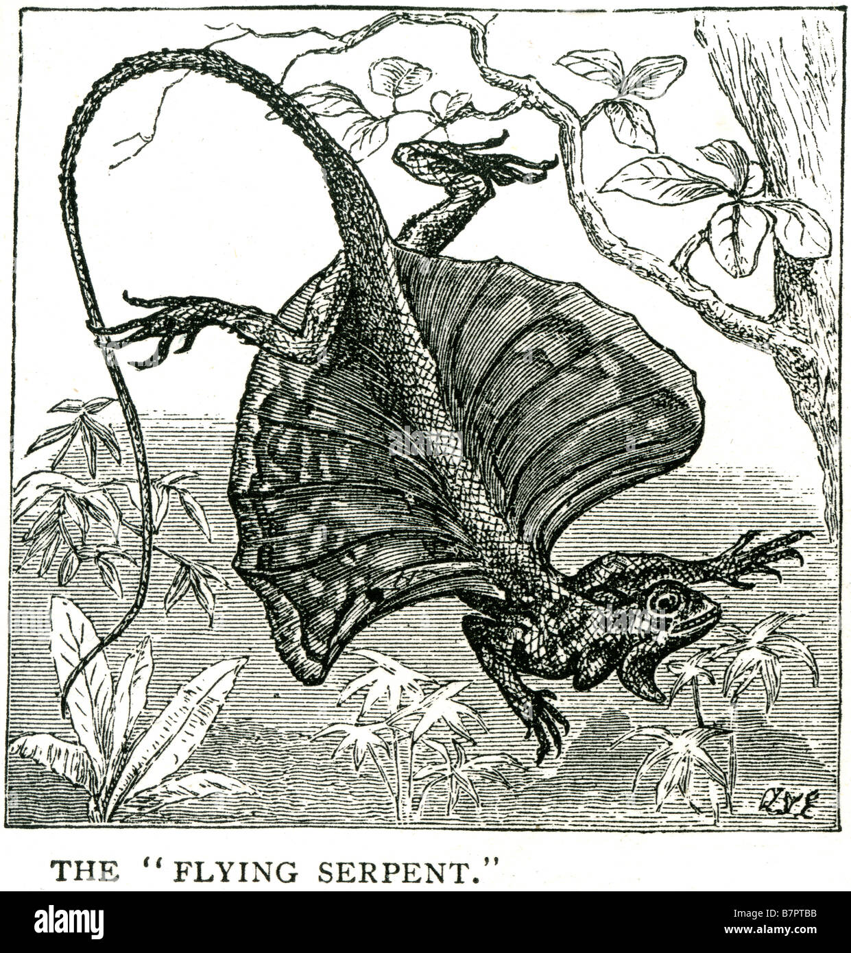 Flying Serpent Lizard Reptile Jungle Wildlife nature wild Outdoor The ...