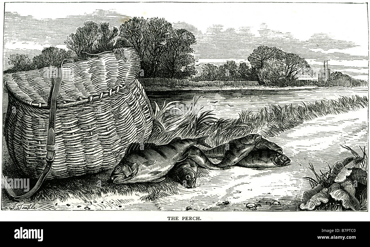 Of which there are three species in different geographical areas hi-res ...