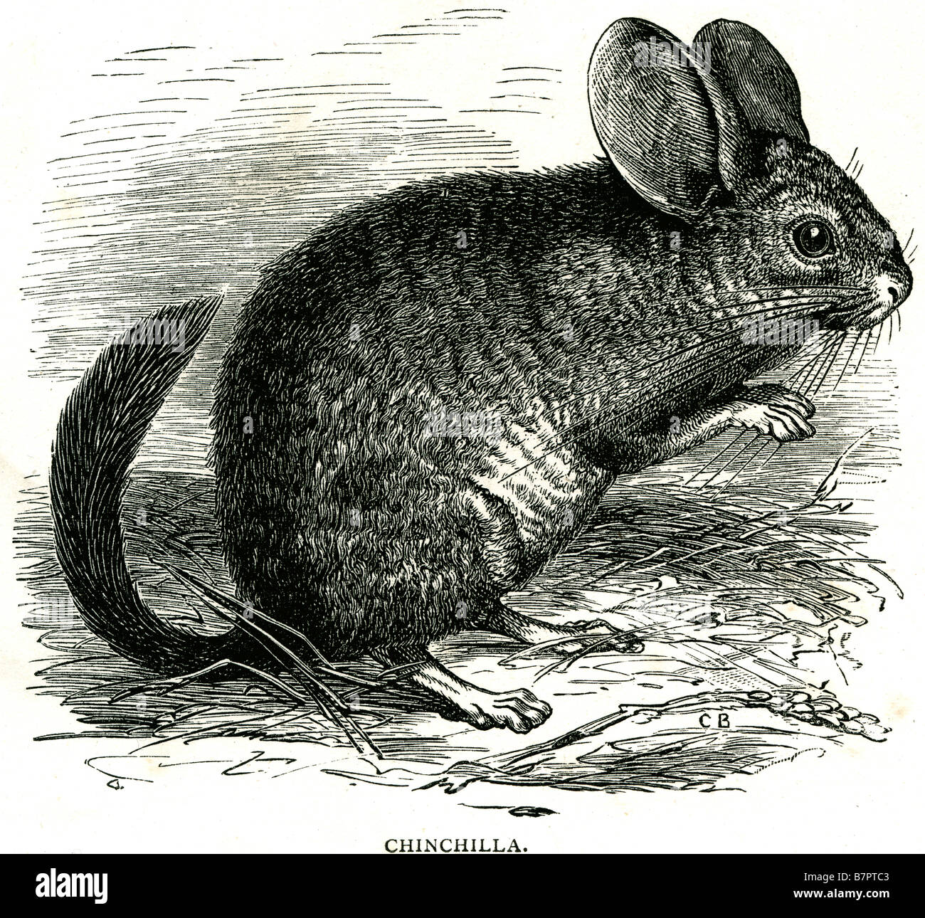 Chinchilla crepuscular rodents rodent Andes mountain Wildlife nature ...