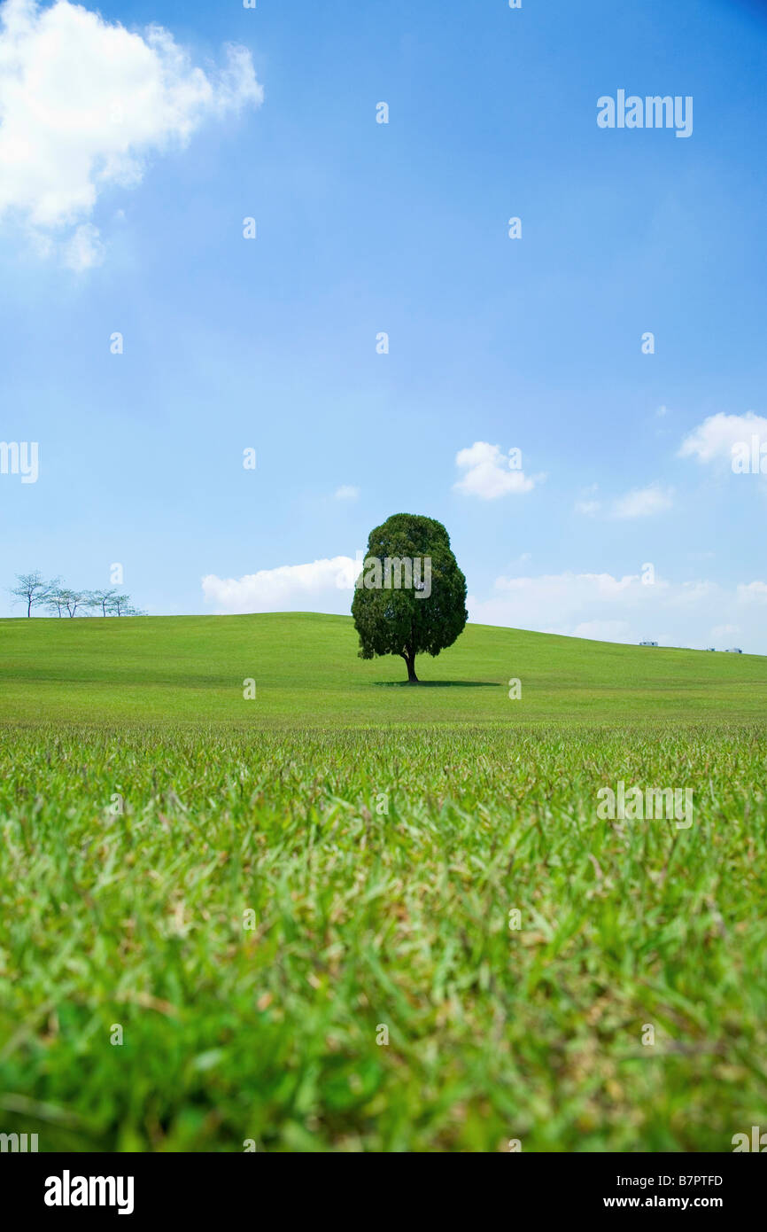 aromatic trees in field Stock Photo - Alamy