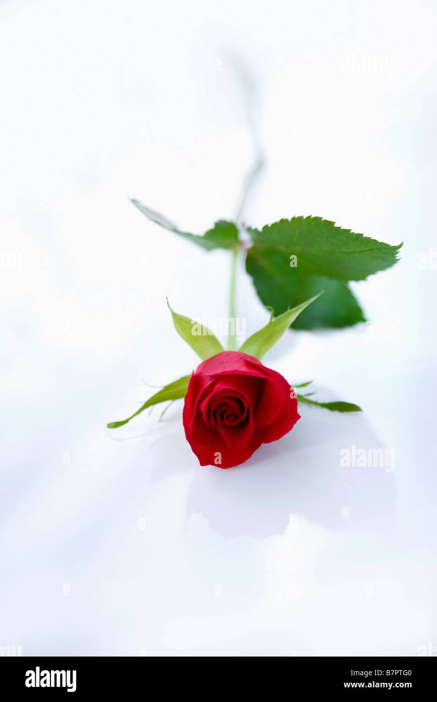 Rose single red white Cut Out Stock Images & Pictures - Alamy