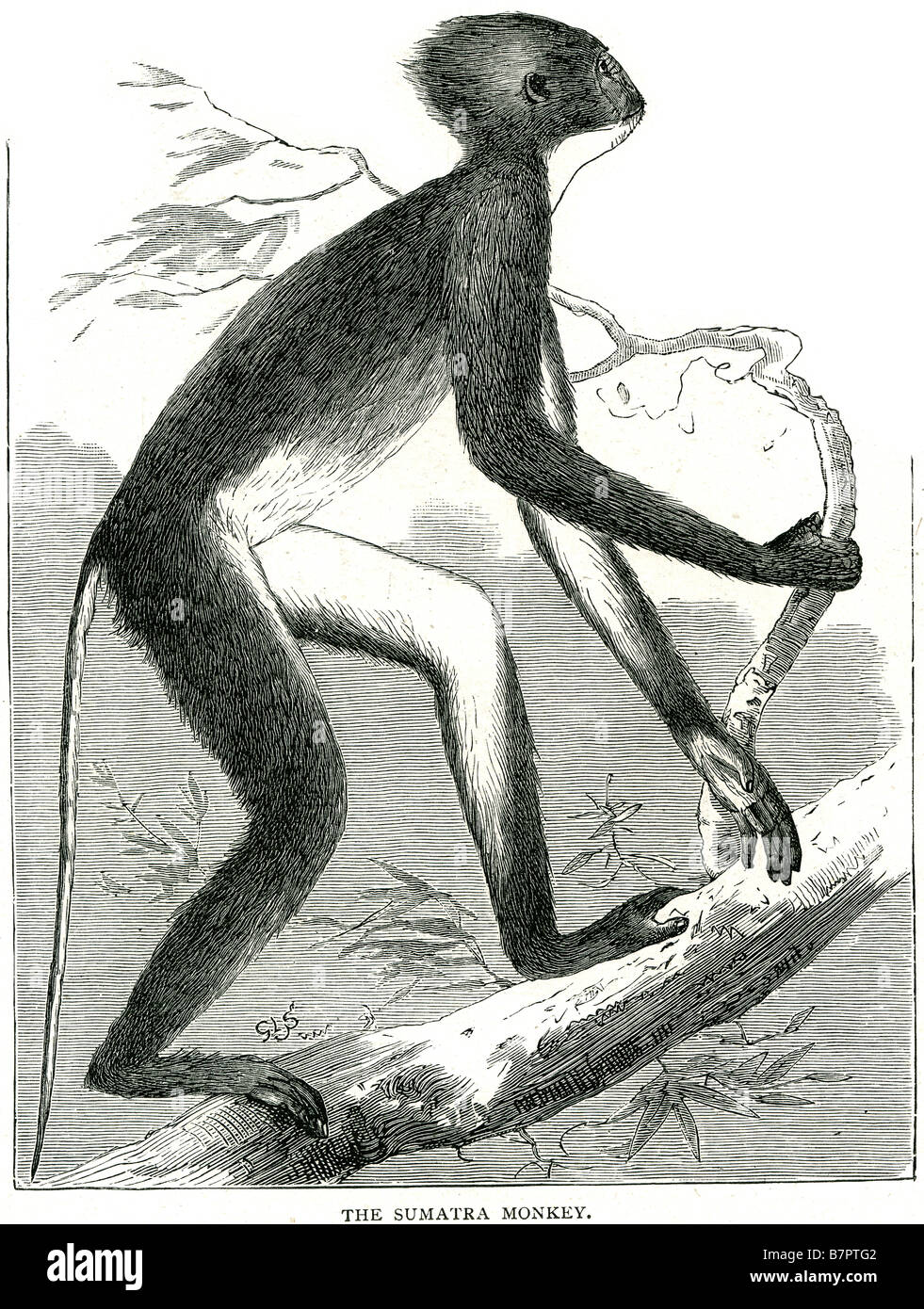 Macaque social style hi-res stock photography and images - Alamy