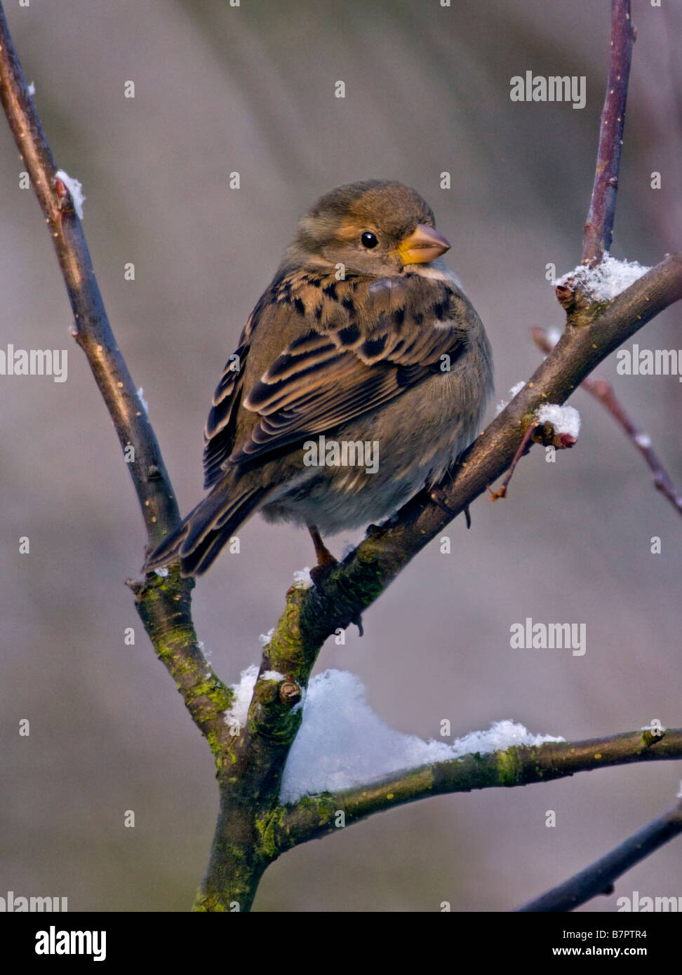 Juvenile House Sparrow (passer domesticus) on snowy branches, UK Stock ...