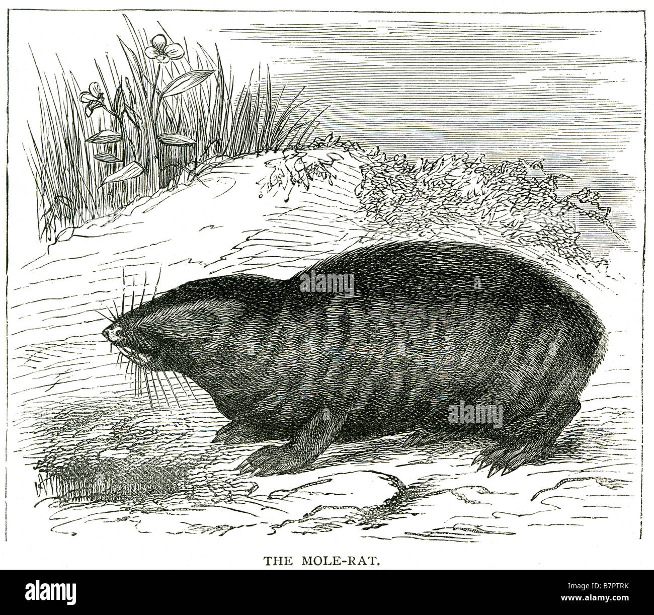 Family spalacidae hi-res stock photography and images - Alamy