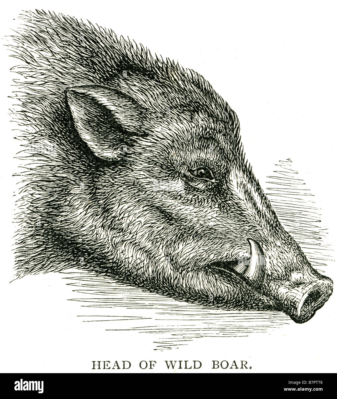 Boar head illustration hi-res stock photography and images - Alamy