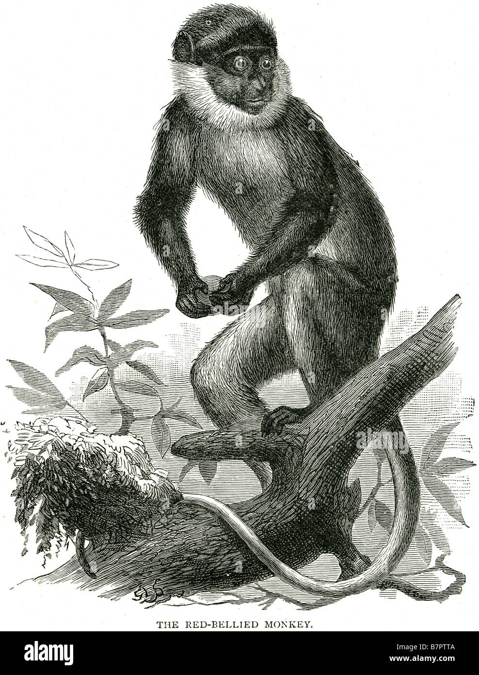 red bellied monkey Cercopithecus erythrogaster Guenon diurnal primate ...