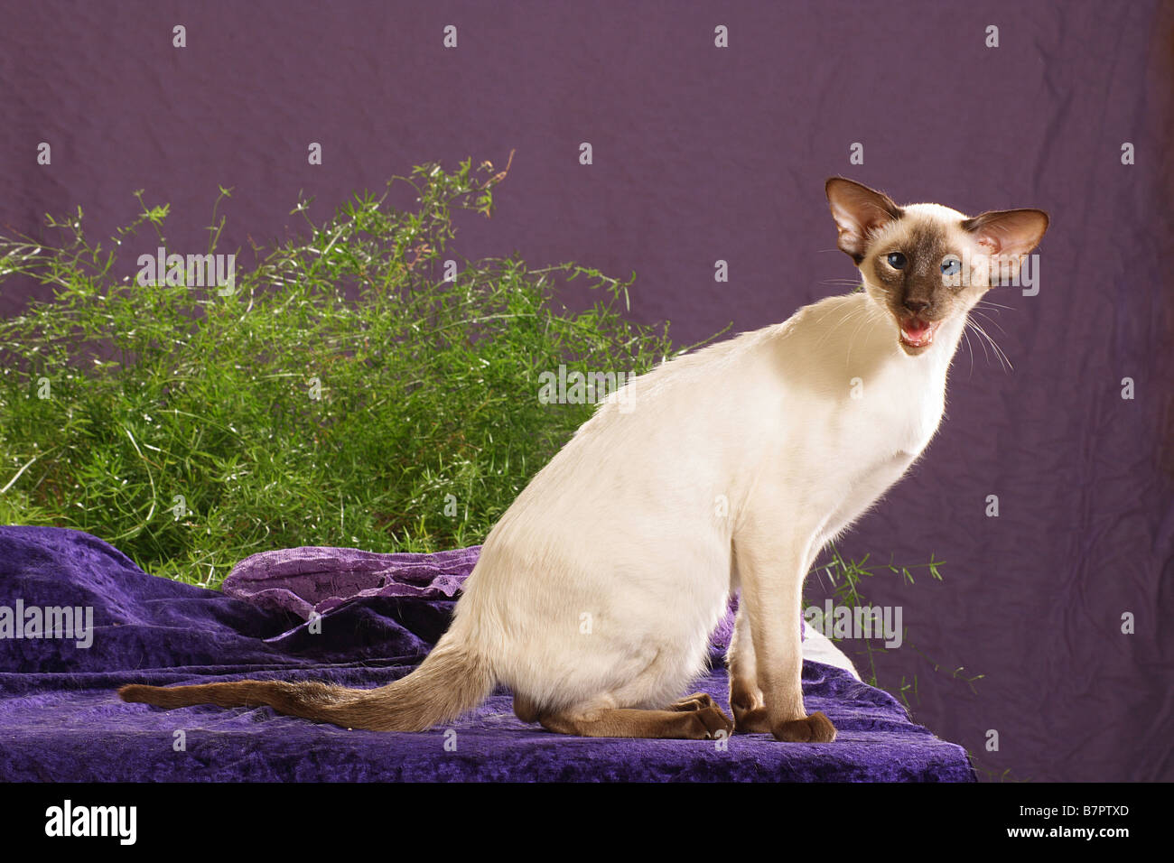 Siamese cat sitting hi-res stock photography and images - Alamy