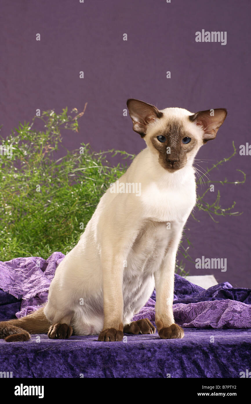 Siamese cat. Adult sitting on a blanket Stock Photo - Alamy